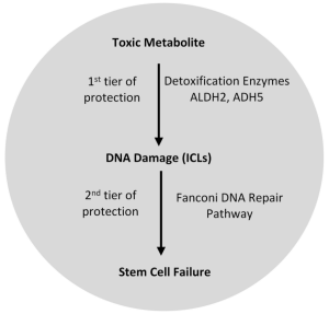 The Fanconi Anemia DNA Repair Pathway - Fanconi Cancer Foundation